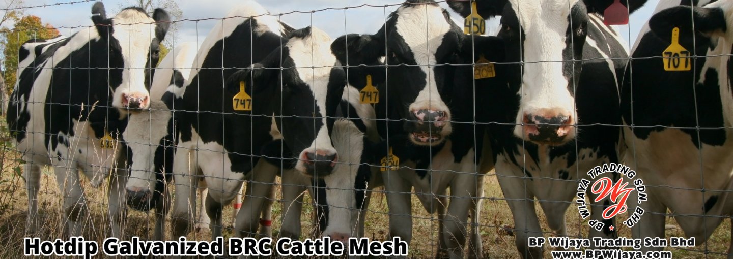 Hotdip Galvanized BRC Cattle Mesh – BP WIJAYA TRADING SDN BHD